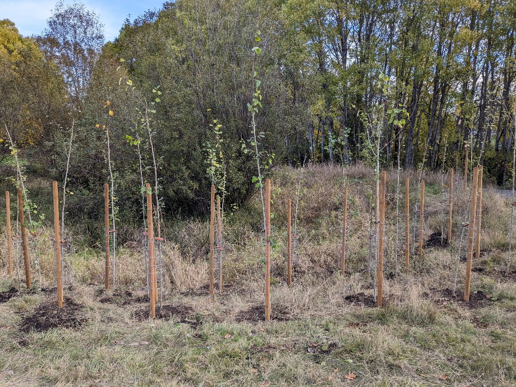 Saanich's Urban Forest – District of Saanich | District of Saanich
