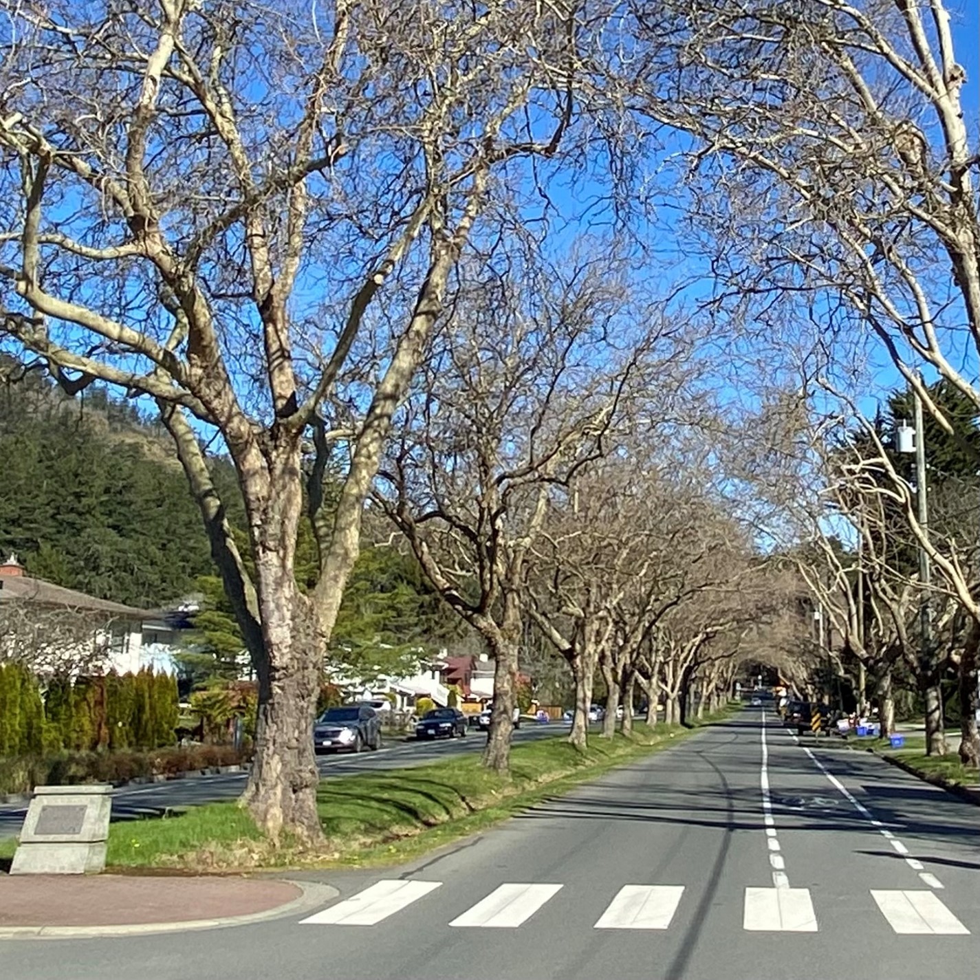 Public Trees and Saanich's Role | District of Saanich